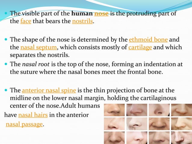 Nose & sense of smell | PPTX | Ear, Nose and Throat Conditions ...