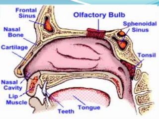 Nose & sense of smell | PPTX