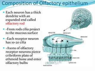 Nose & sense of smell | PPTX
