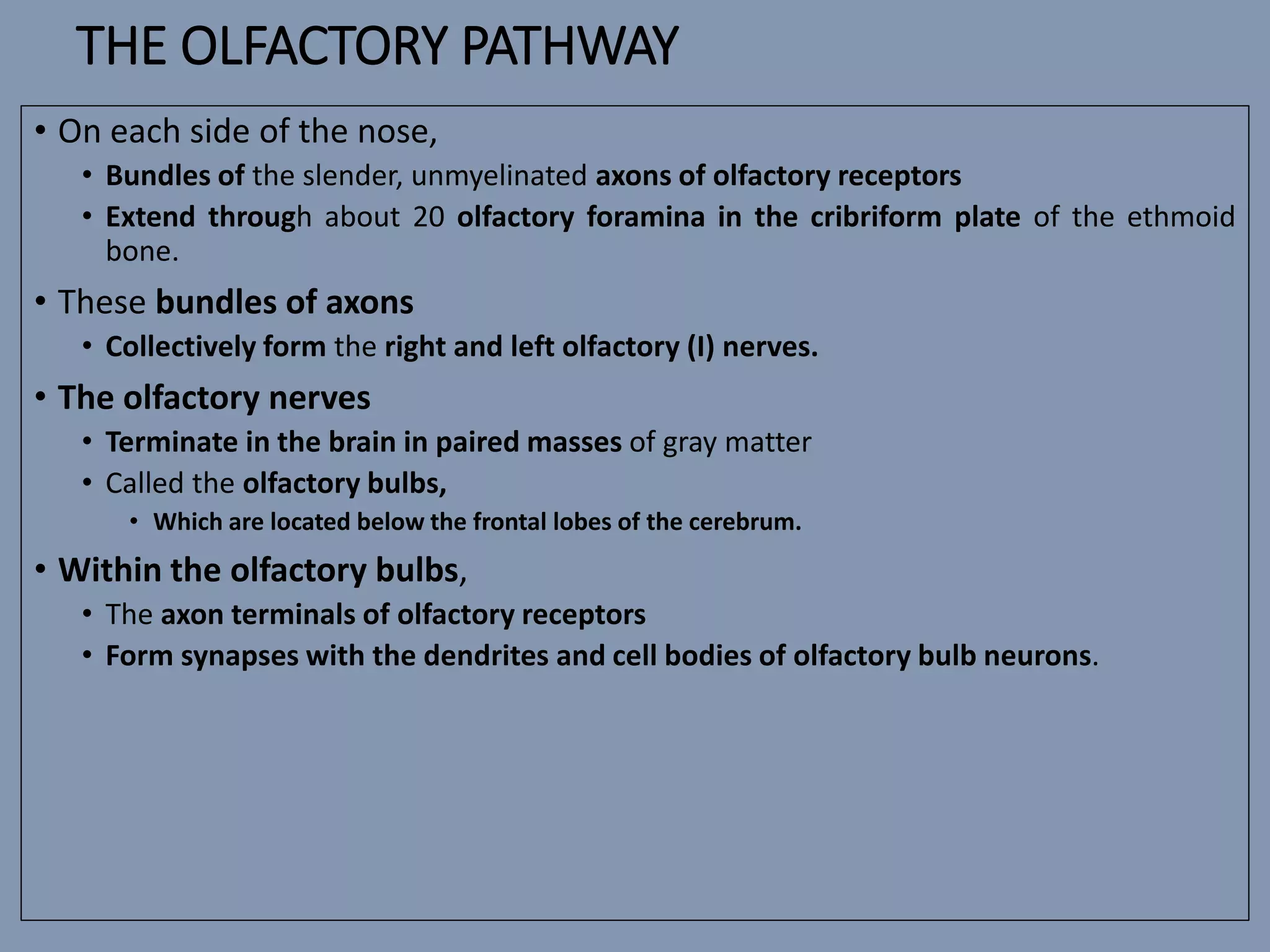 Nose anatomy, function and diagrams | PPTX