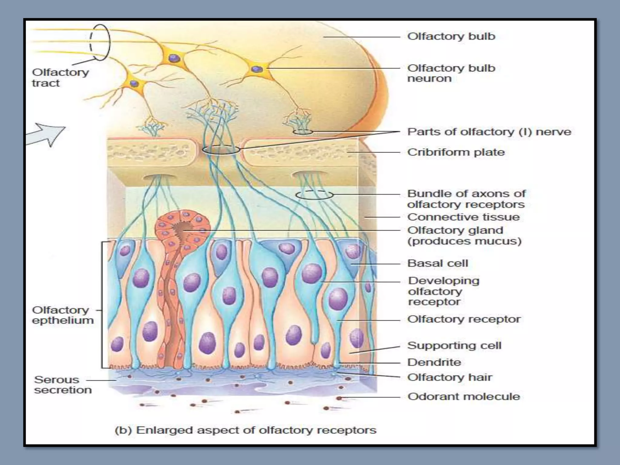 Nose anatomy, function and diagrams | PPTX