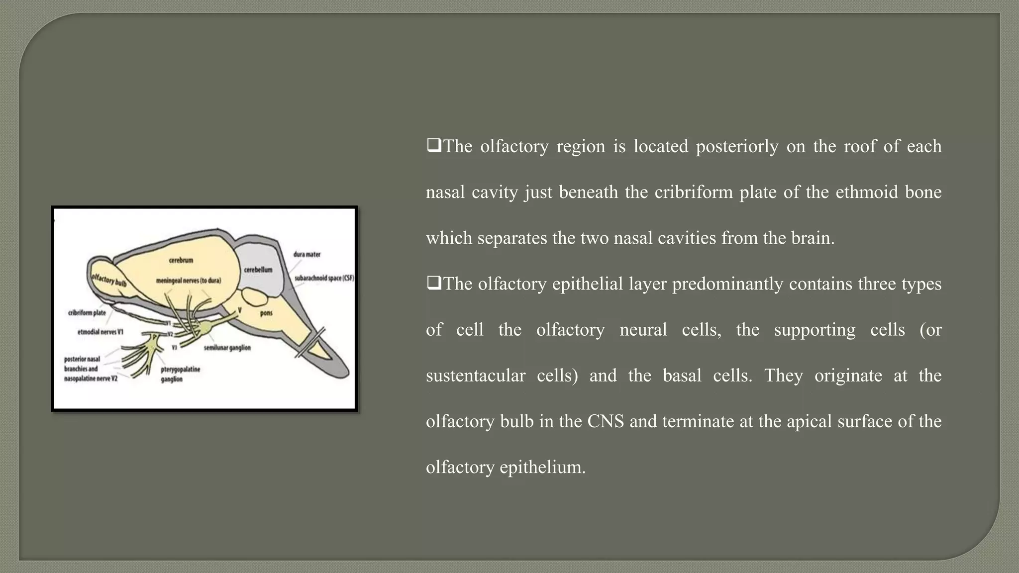 Nose to brain drug delivery system | PPTX