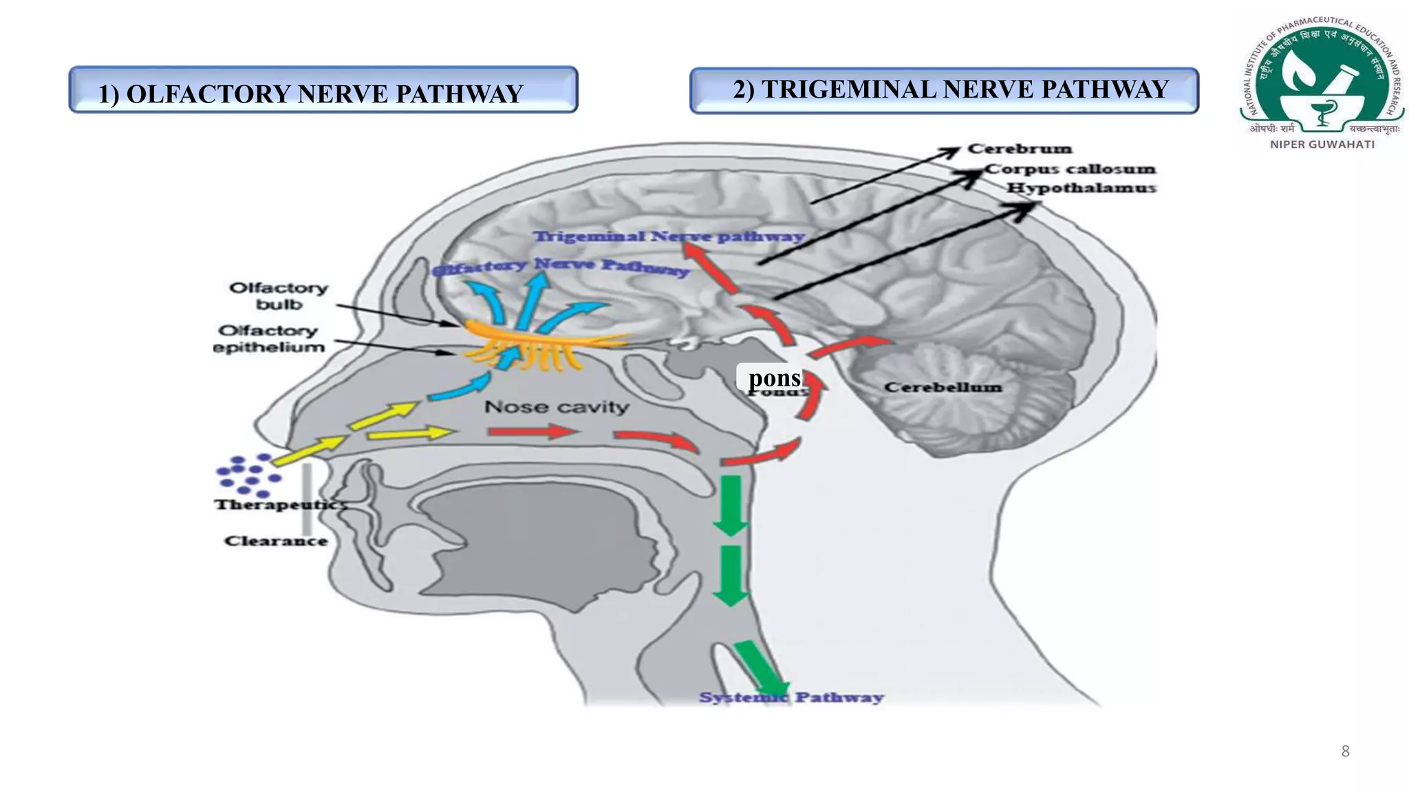 Nose to Brain Targeted Drug Delivery.pptx