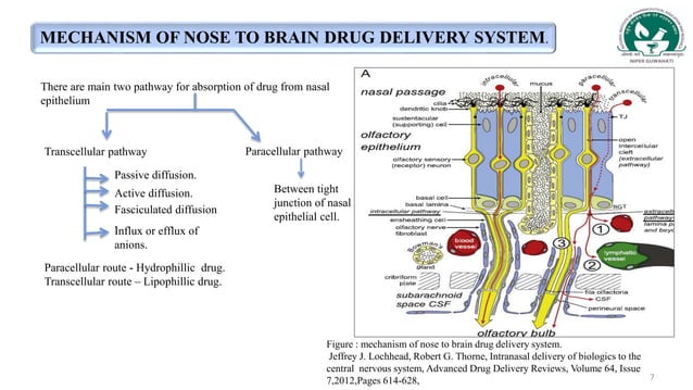 Nose to Brain Targeted Drug Delivery.pptx | Ear, Nose and Throat ...