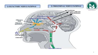 Nose to Brain Targeted Drug Delivery.pptx