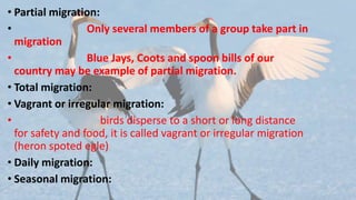 Birds Migration | PPTX