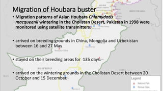 Birds Migration | PPTX