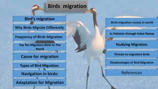 Birds Migration | PPTX
