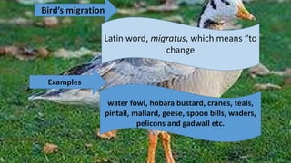 Birds Migration | PPTX