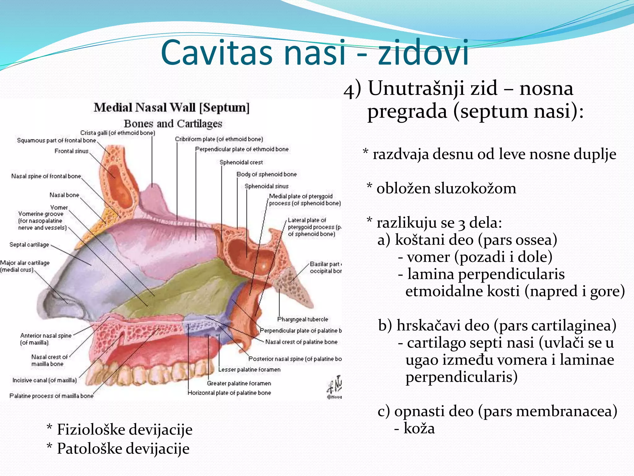 Nosna duplja, larynx, glandula thyroidea prezentacija | PPT