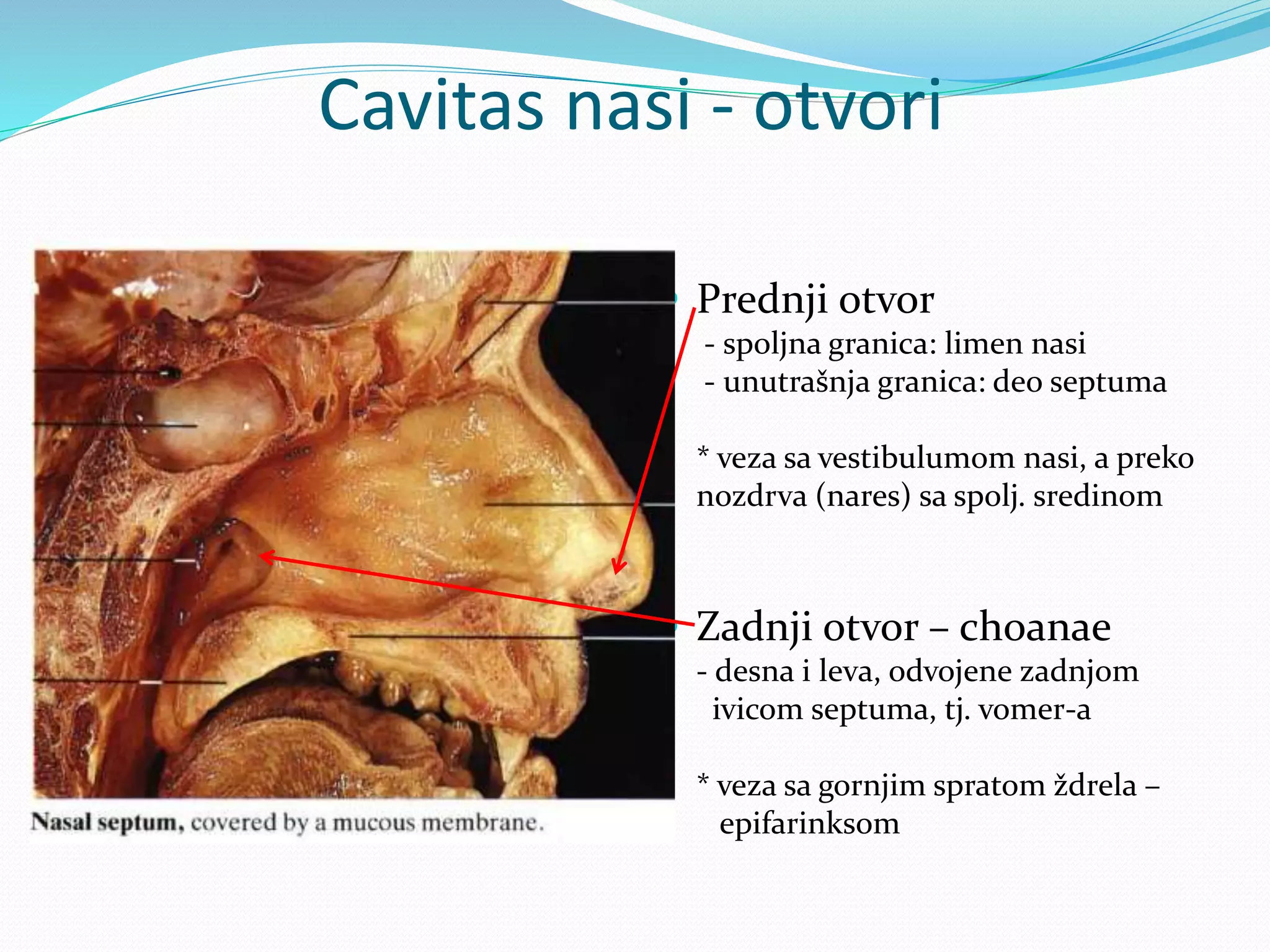 Nosna duplja, larynx, glandula thyroidea prezentacija | PPT