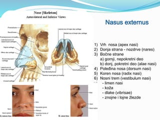 Nosna duplja, larynx, glandula thyroidea prezentacija | PPT