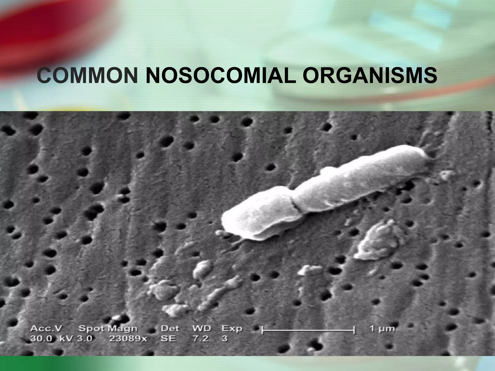 Nosocomial infection in icu | PPT