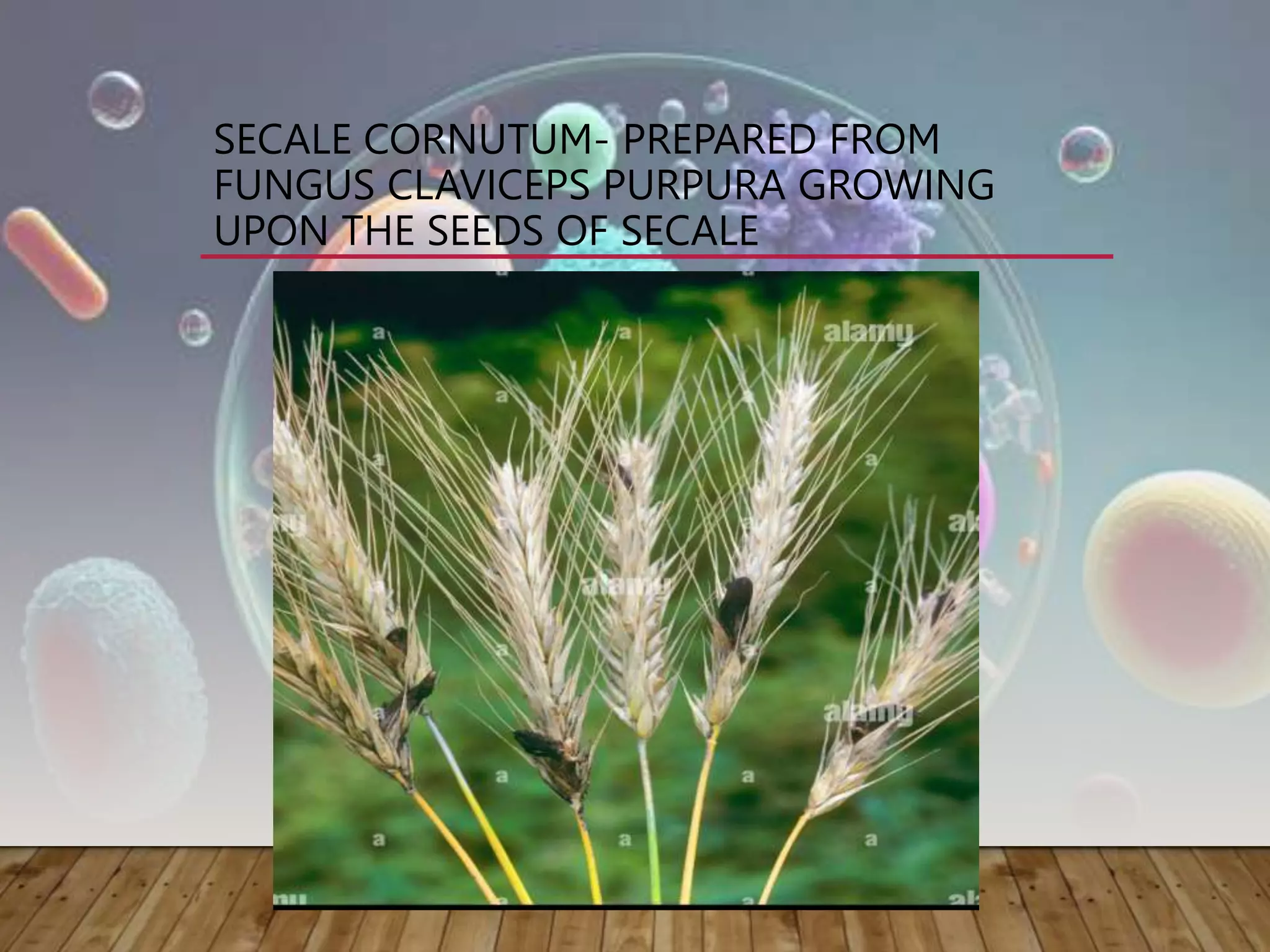 Nosodes in Homeopathy.pptx