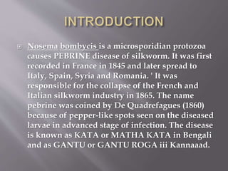 Nossima: a serious threat to silkworm | PPTX