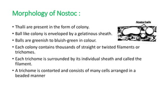 Nostoc | PPTX