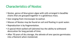 Nostoc | PPTX