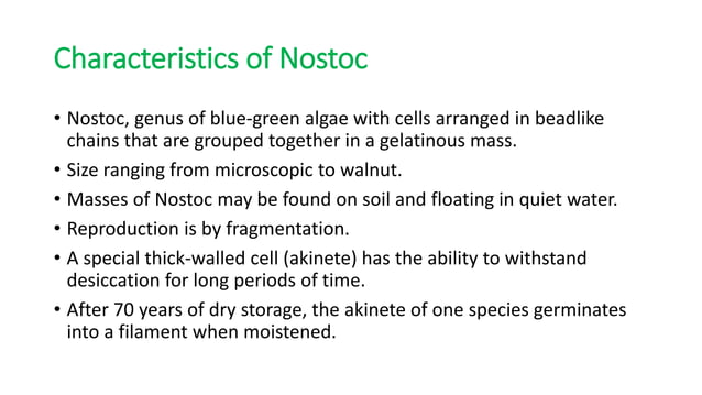 Nostoc | PPTX