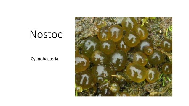 Nostoc | PPTX | Biological Sciences | Science