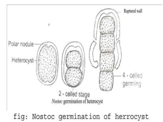Morphology and Reproductive structures of Nostoc | PPTX
