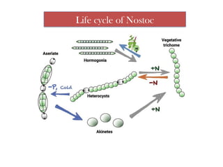 Morphology and Reproductive structures of Nostoc | PPTX