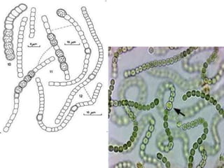 Morphology and Reproductive structures of Nostoc | PPTX