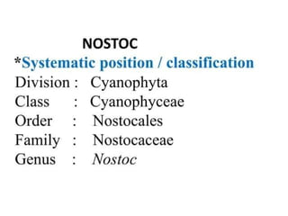 Morphology and Reproductive structures of Nostoc | PPTX