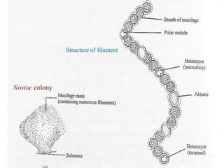 Morphology and Reproductive structures of Nostoc | PPTX