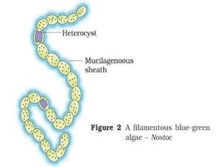 Morphology and Reproductive structures of Nostoc | PPTX