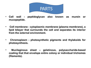 NOSTOC (Cyanobacteria) KAVITHA G I MSC MICROBIOLOGY | PPTX
