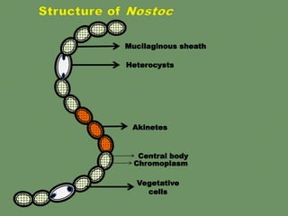 Nostoc Diagram
