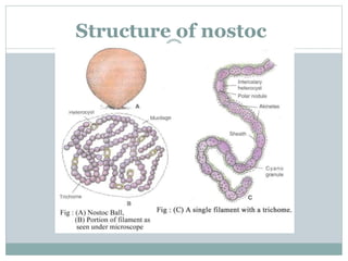 NOSTOC -Power Point Presentation. introduction and other detail | PPTX