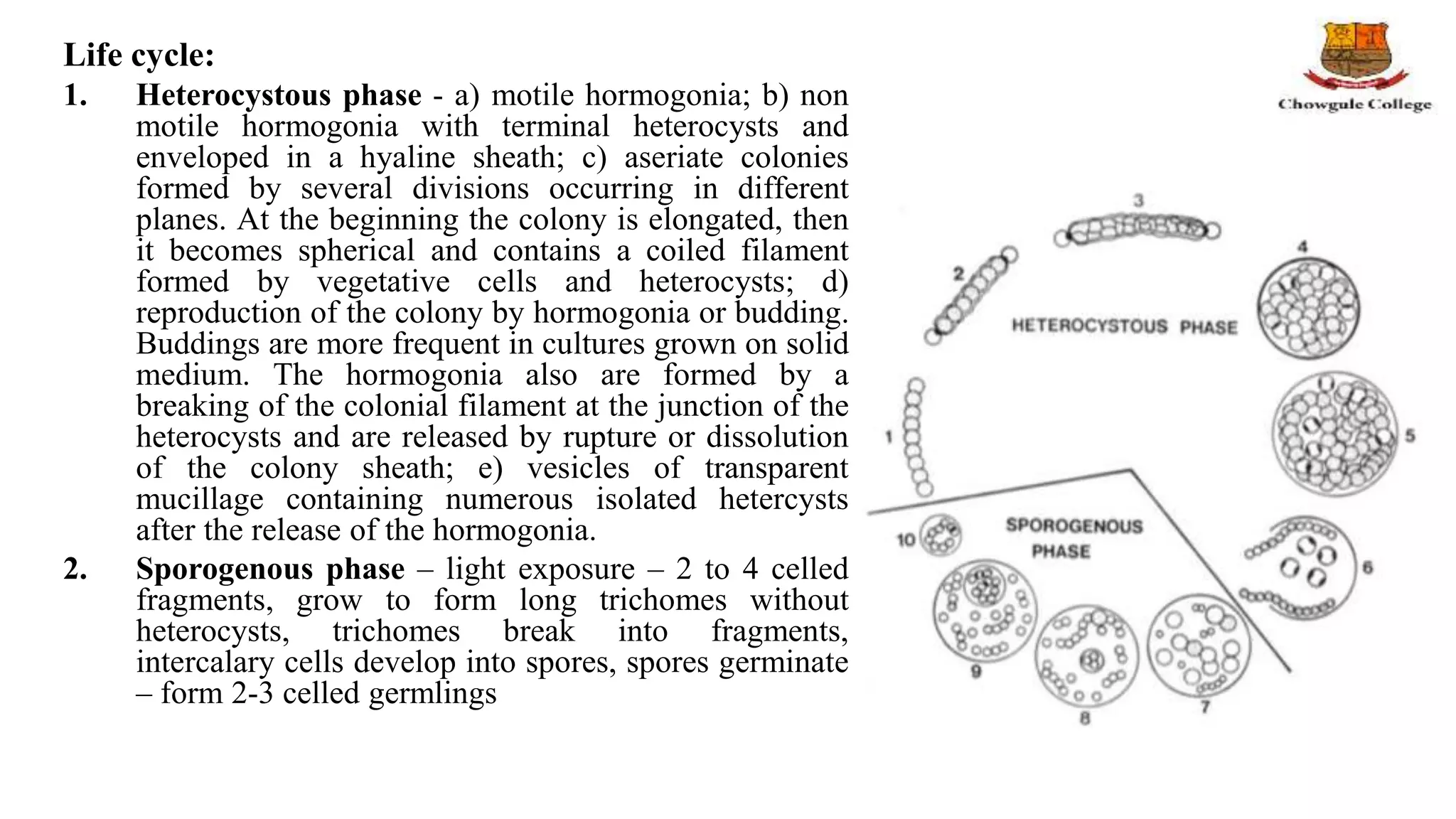 Nostoc and chara | PPTX