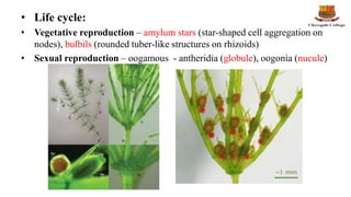 Nostoc and chara | PPTX