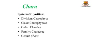 Nostoc and chara | PPTX