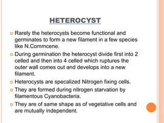 Cynobacteria (Nostoc and spirulina) | PPTX
