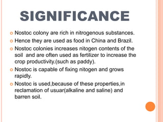 Cynobacteria (Nostoc and spirulina) | PPTX
