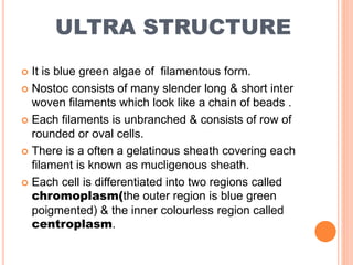 Cynobacteria (Nostoc and spirulina) | PPTX
