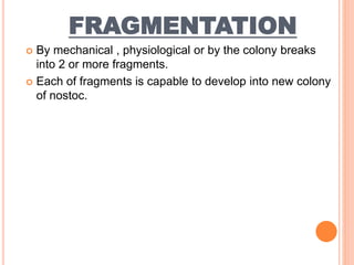 Cynobacteria (Nostoc and spirulina) | PPTX