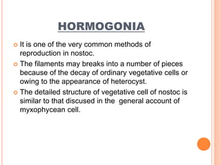 Cynobacteria (Nostoc and spirulina) | PPTX