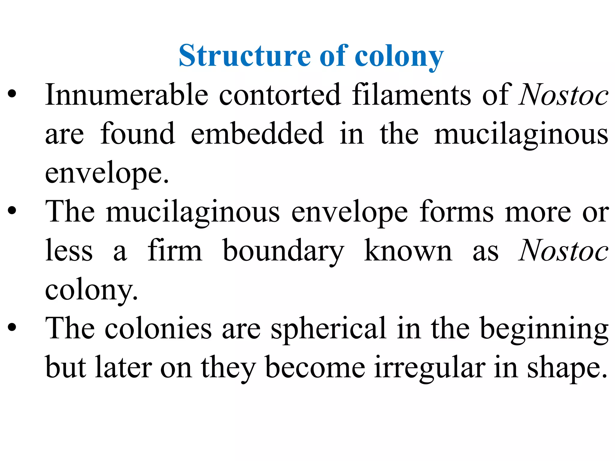 Nostoc ppt.pptx