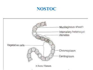 Nostoc ppt.pptx