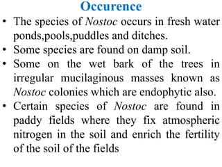 Nostoc ppt.pptx