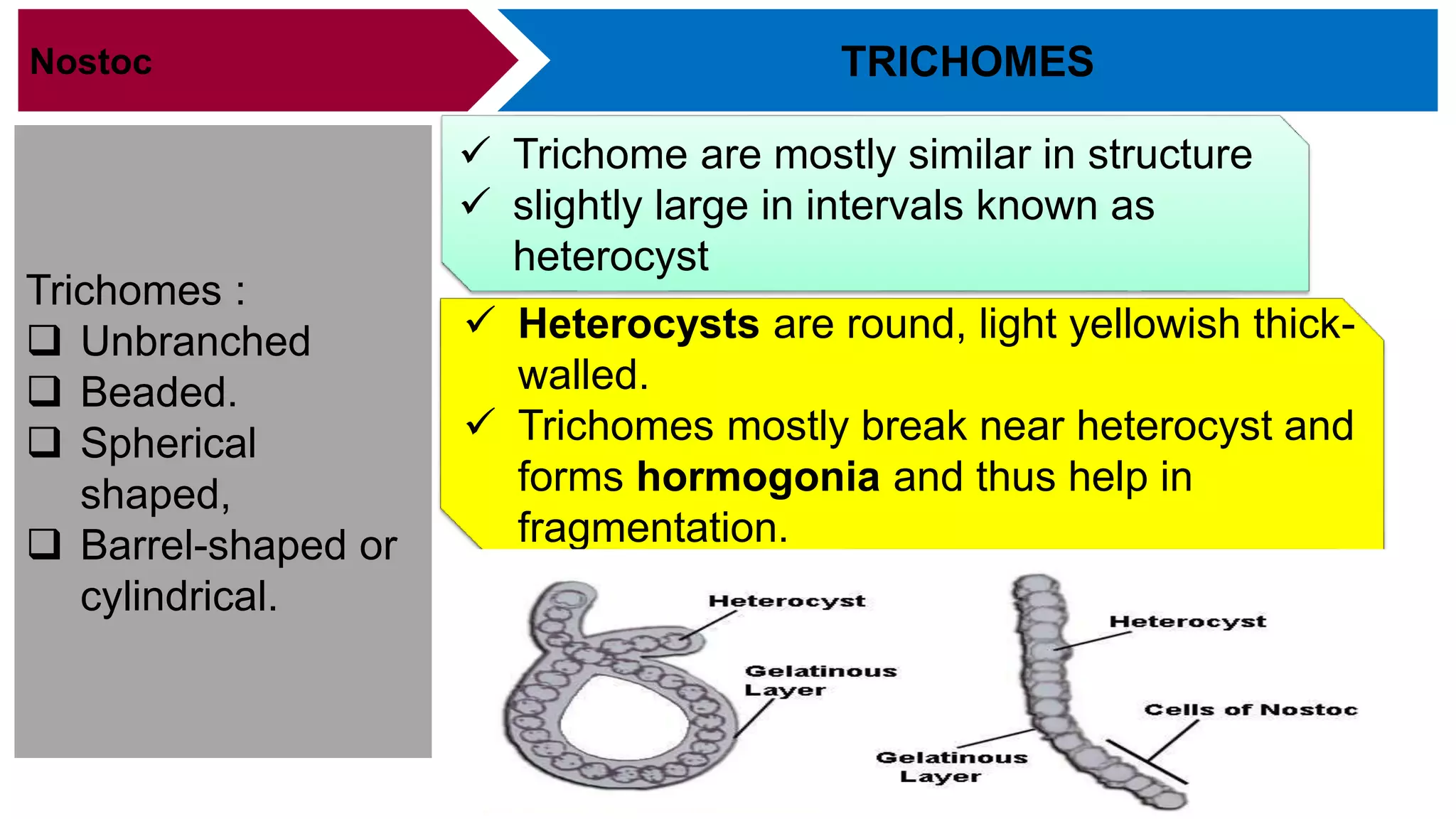 Nostoc thallus , structure and reproduction | PPTX