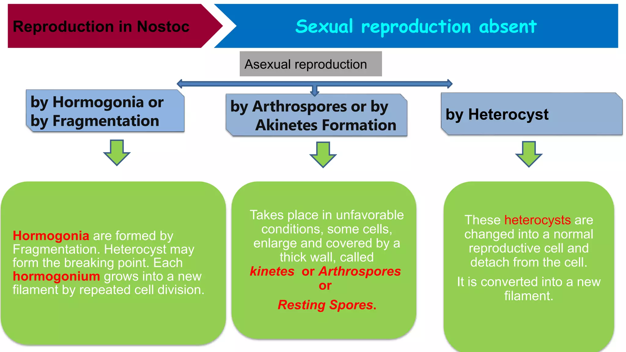 Nostoc thallus , structure and reproduction | PPTX
