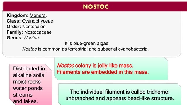 Nostoc thallus , structure and reproduction | PPTX | Geography | Science