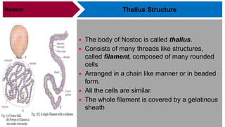 Nostoc thallus , structure and reproduction | PPTX