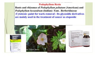 Nosy Lecture 8 B Resin & bitter principles 2024.ppt.pdf
