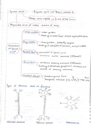 Nota Biologi Form 5 Bab 3 (English) 2015 | PDF