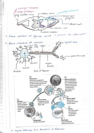 Nota Biologi Form 5 Bab 3 (English) 2015 | PDF